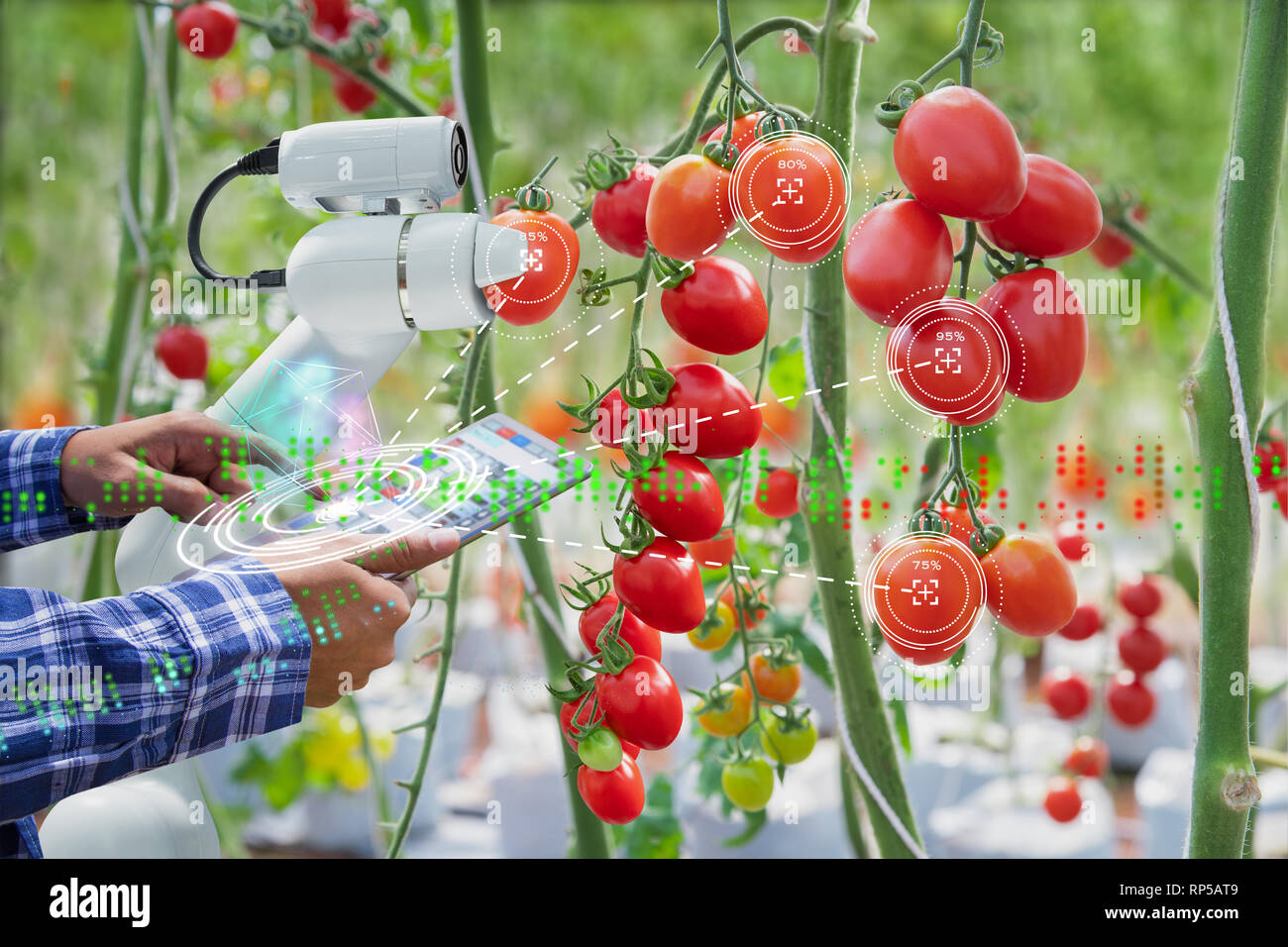 Farmer using digital tablet control robot to harvesting tomatoes in ...