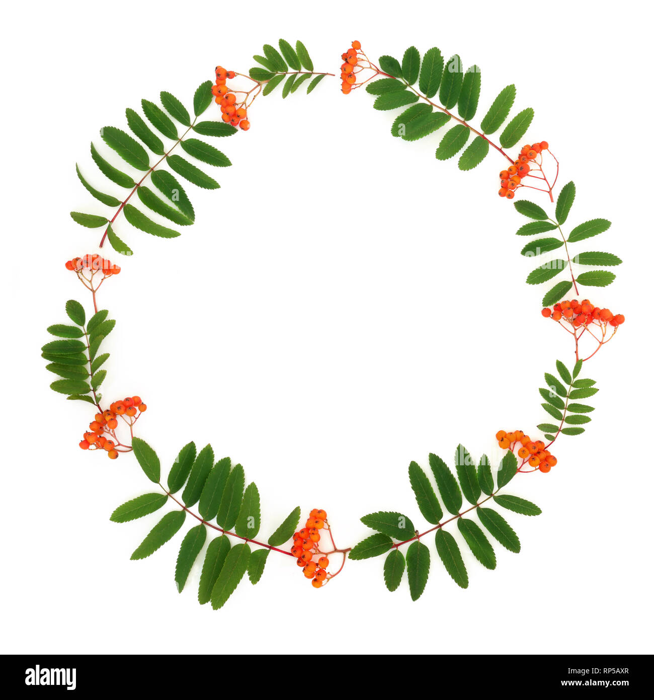 Rowan ash berry wreath on white background also known as Mountain ash ...