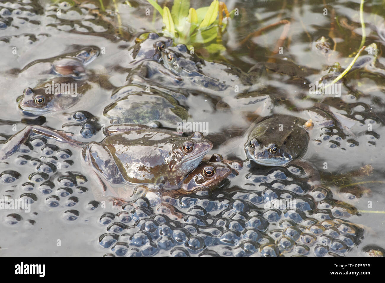 Female Frog Male Frog High Resolution Stock Photography and Images - Alamy
