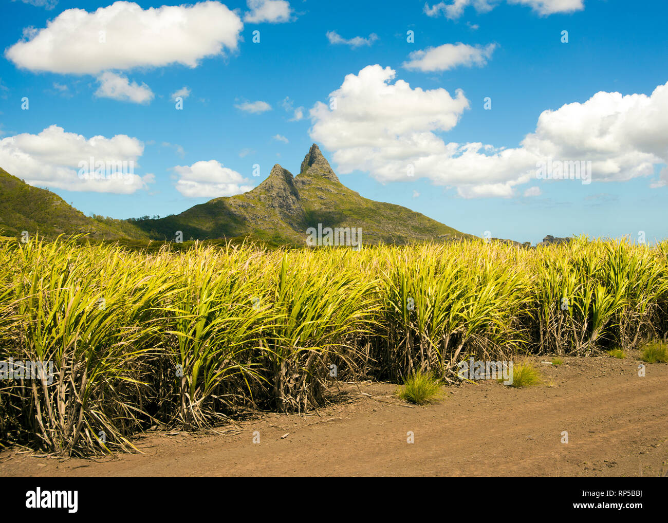 Sugarcane fields mauritius hi-res stock photography and images - Alamy