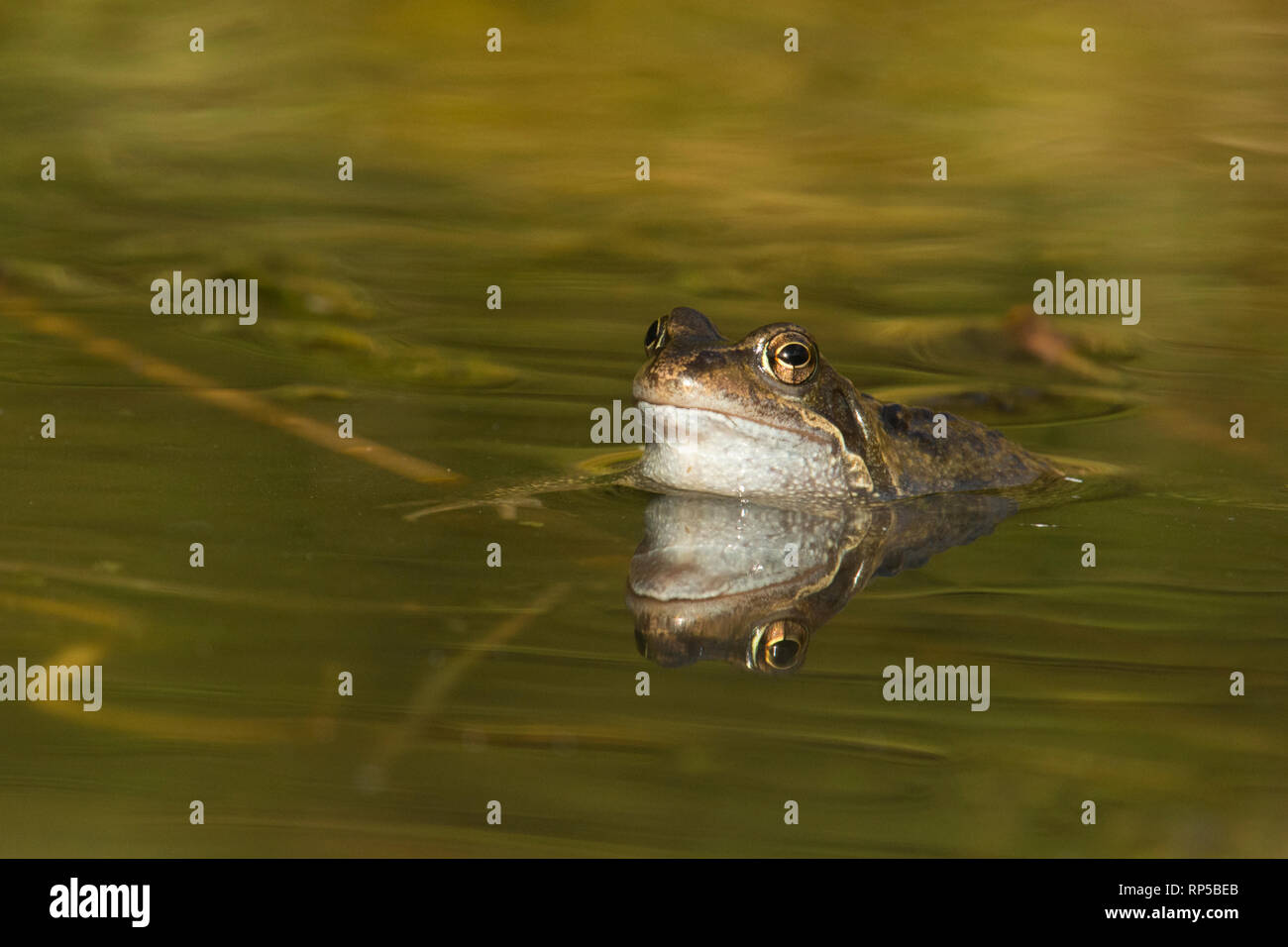 Waiting frog hi-res stock photography and images - Alamy
