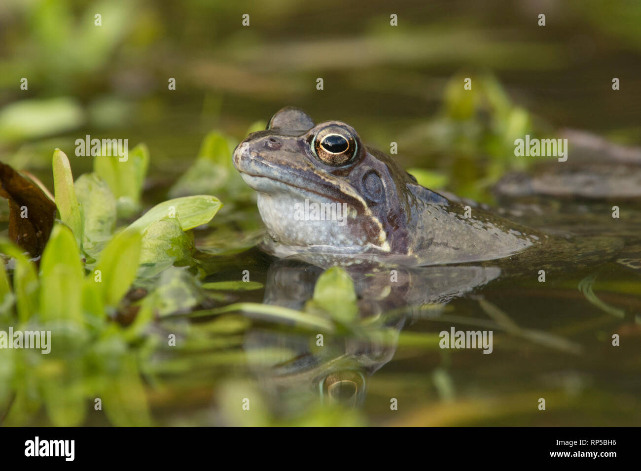 Waiting frog hi-res stock photography and images - Alamy
