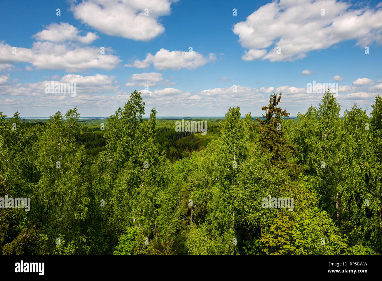 endless forest trees with green foliage in summer day with far horizon ...