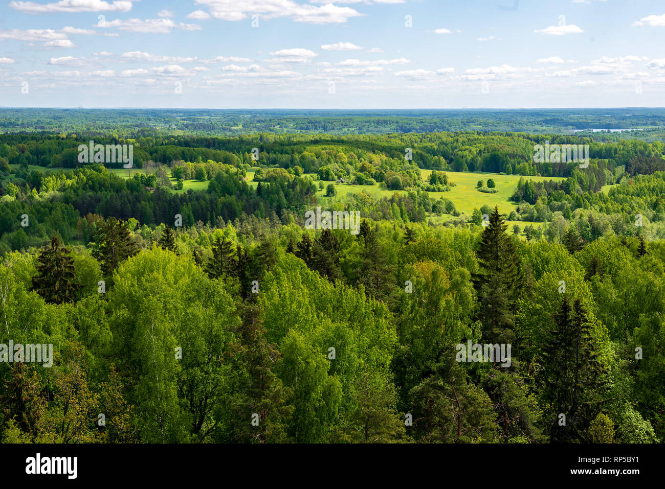 endless forest trees with green foliage in summer day with far horizon ...