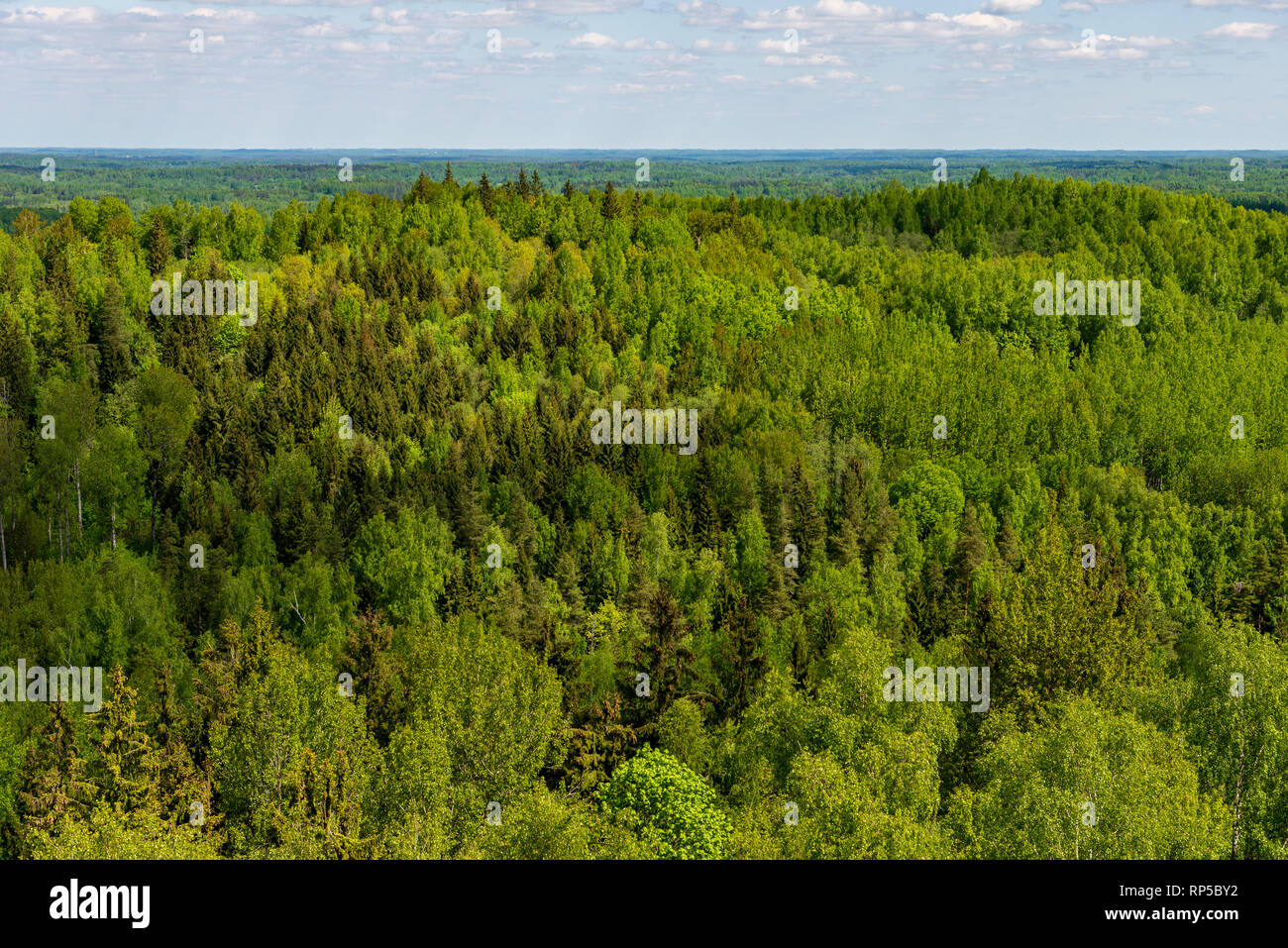 endless forest trees with green foliage in summer day with far horizon ...