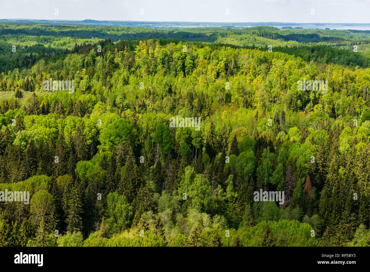 endless forest trees with green foliage in summer day with far horizon ...