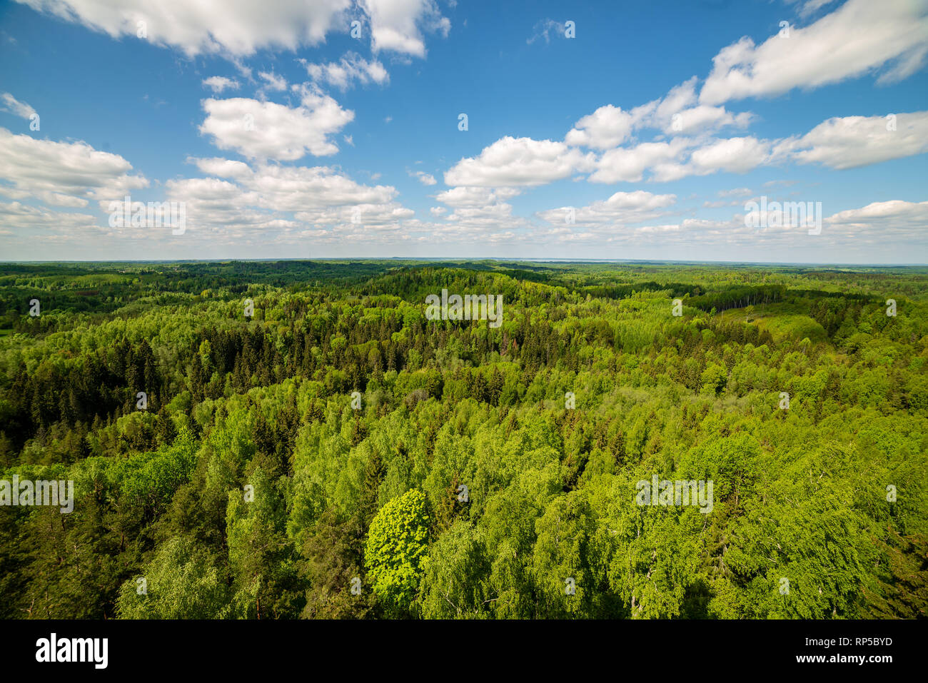 endless forest trees with green foliage in summer day with far horizon ...