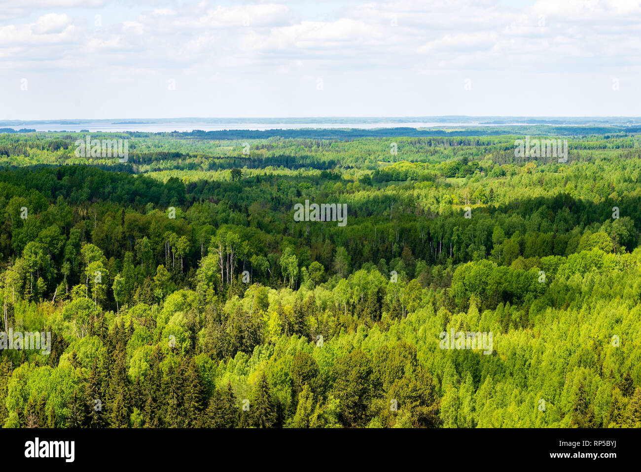 endless forest trees with green foliage in summer day with far horizon ...