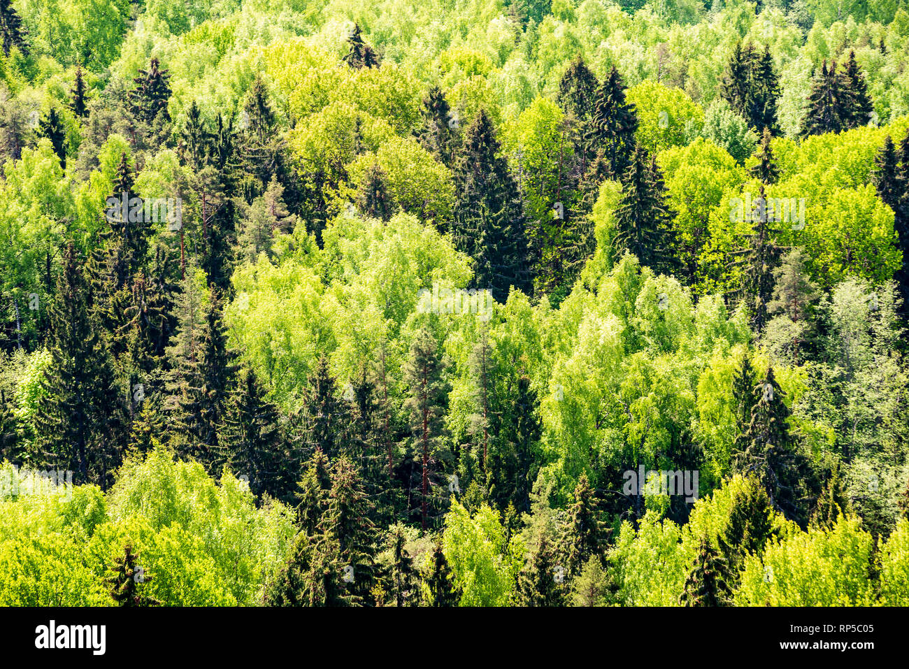 endless forest trees with green foliage in summer day with far horizon ...