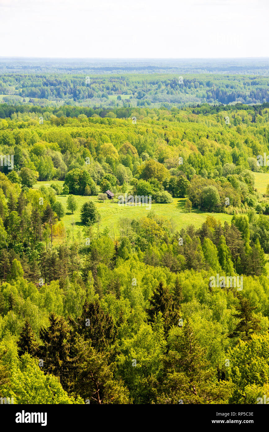 endless forest trees with green foliage in summer day with far horizon ...