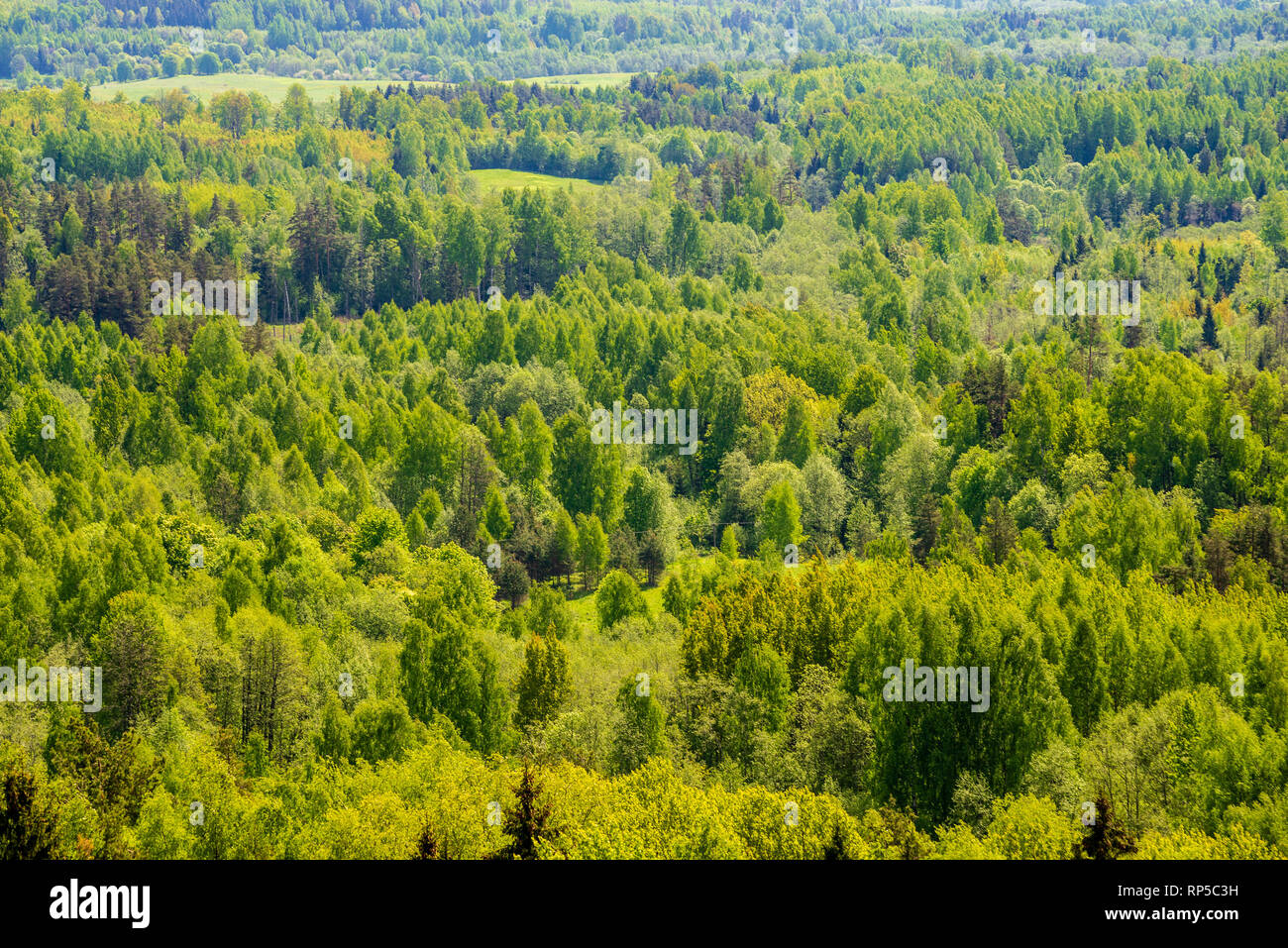 endless forest trees with green foliage in summer day with far horizon ...