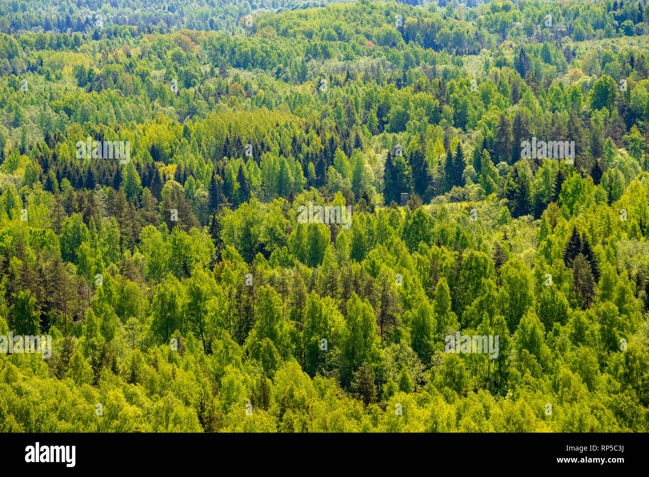 endless forest trees with green foliage in summer day with far horizon ...