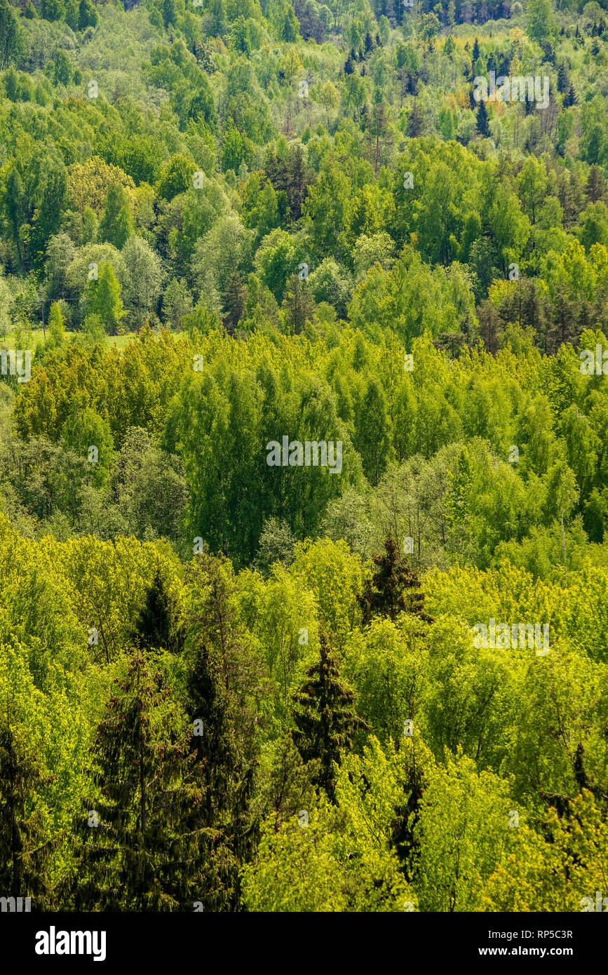 endless forest trees with green foliage in summer day with far horizon ...