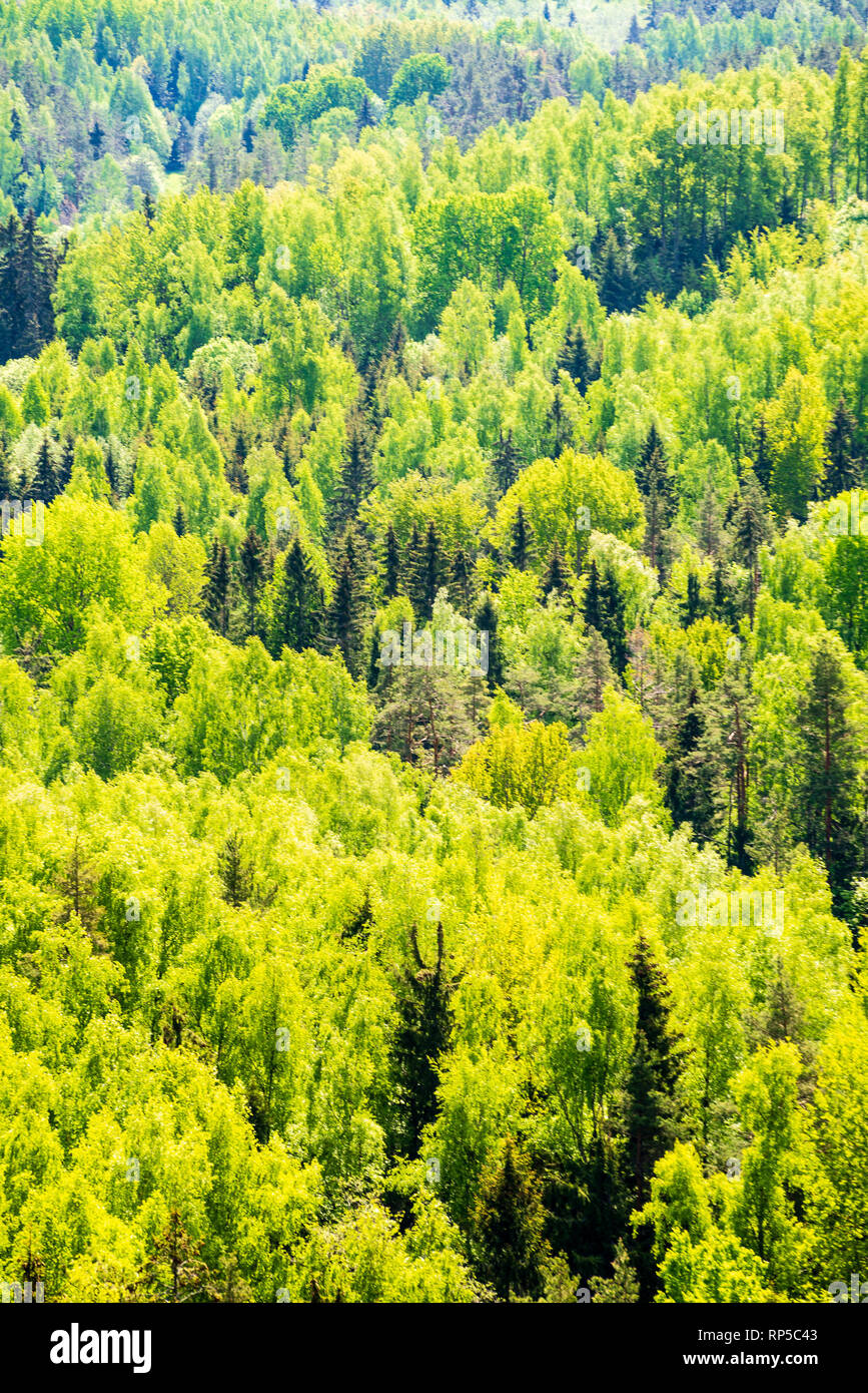 endless forest trees with green foliage in summer day with far horizon ...