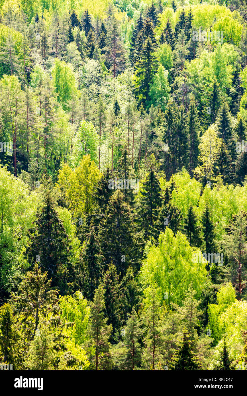 endless forest trees with green foliage in summer day with far horizon ...