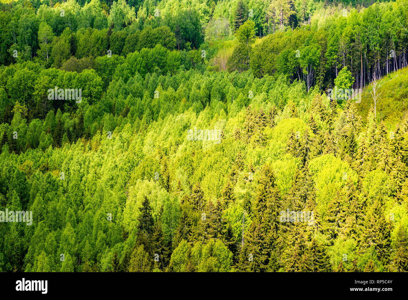 endless forest trees with green foliage in summer day with far horizon ...