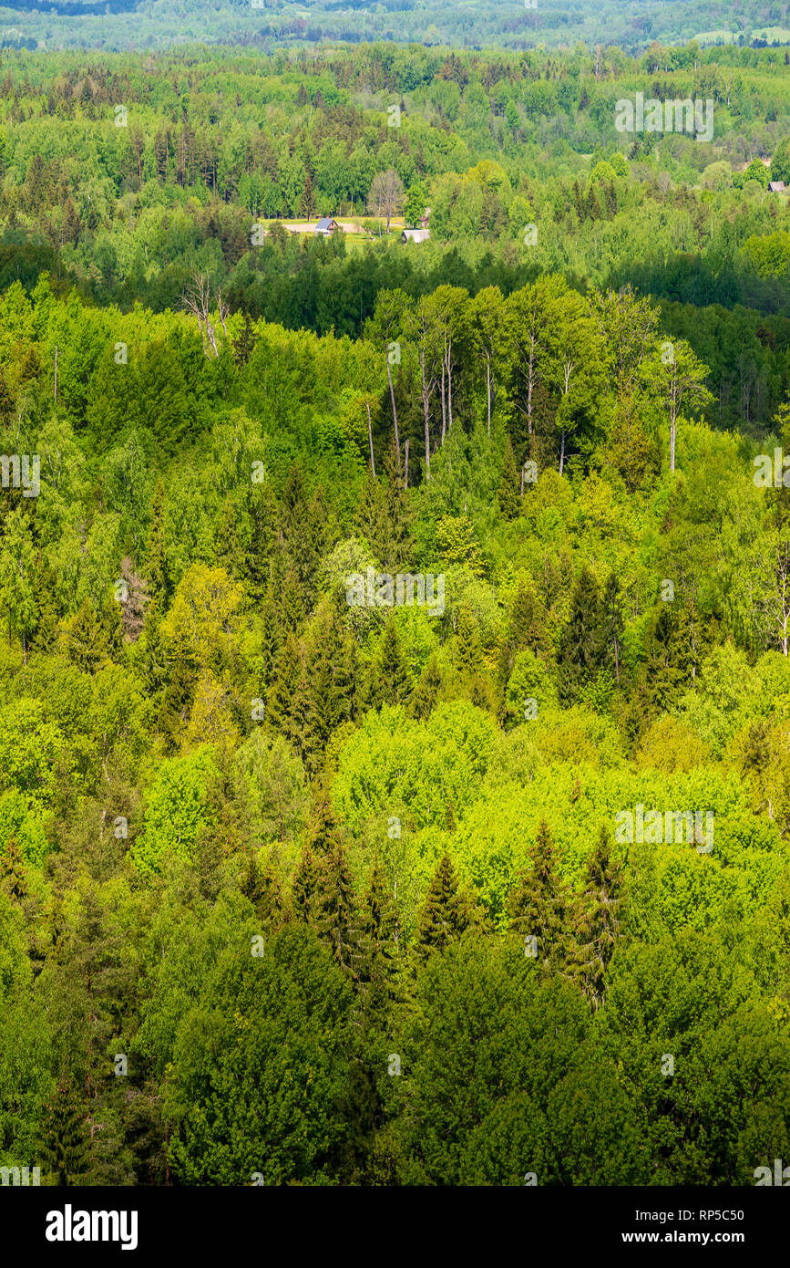 endless forest trees with green foliage in summer day with far horizon ...
