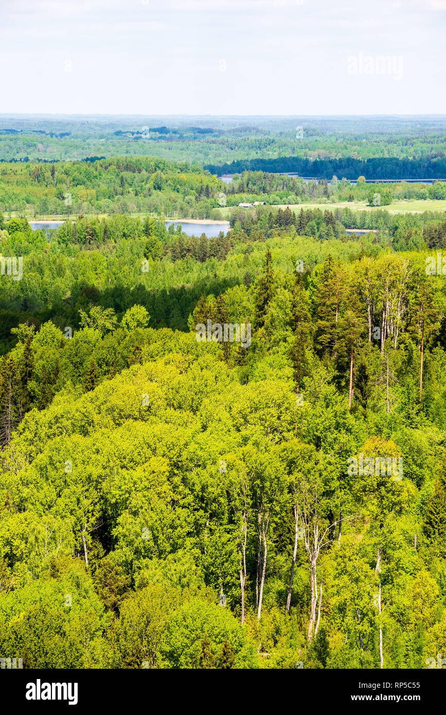 endless forest trees with green foliage in summer day with far horizon ...