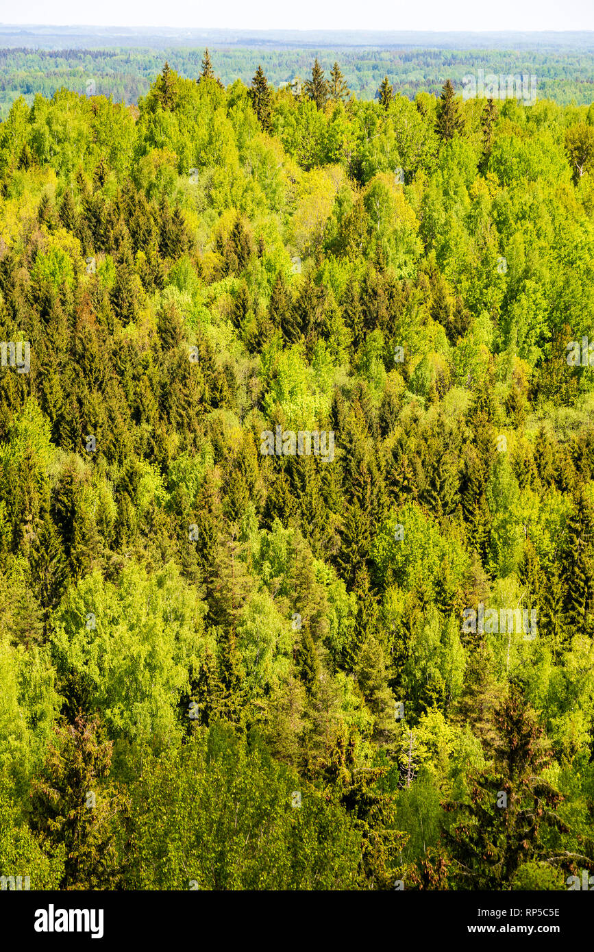 endless forest trees with green foliage in summer day with far horizon ...