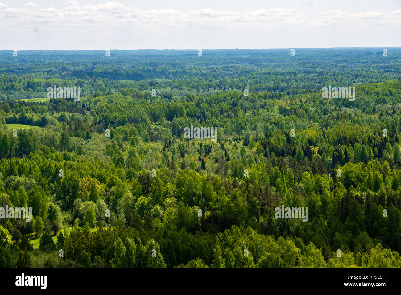 endless forest trees with green foliage in summer day with far horizon ...