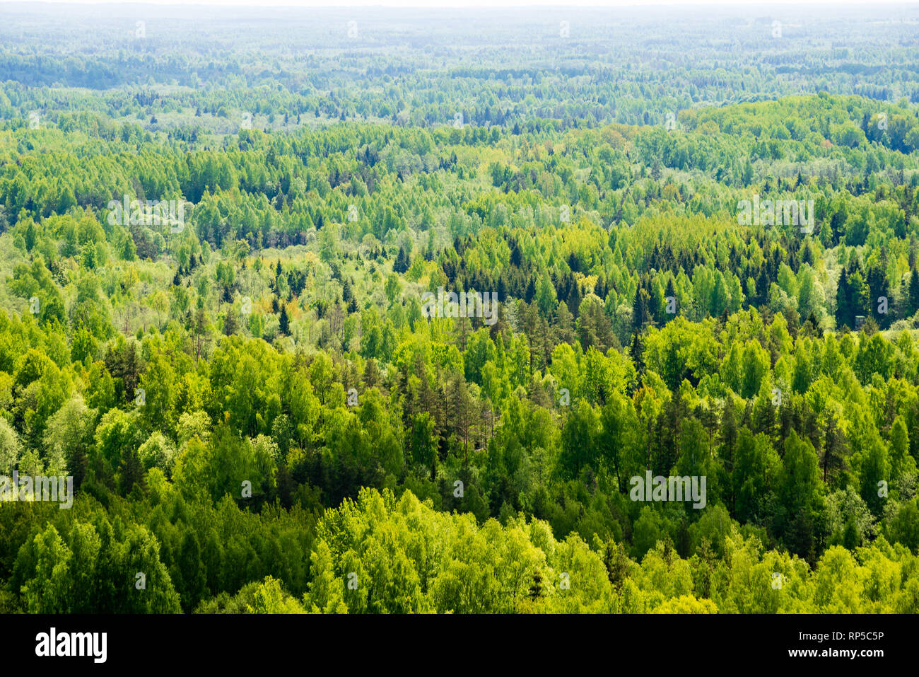 endless forest trees with green foliage in summer day with far horizon ...
