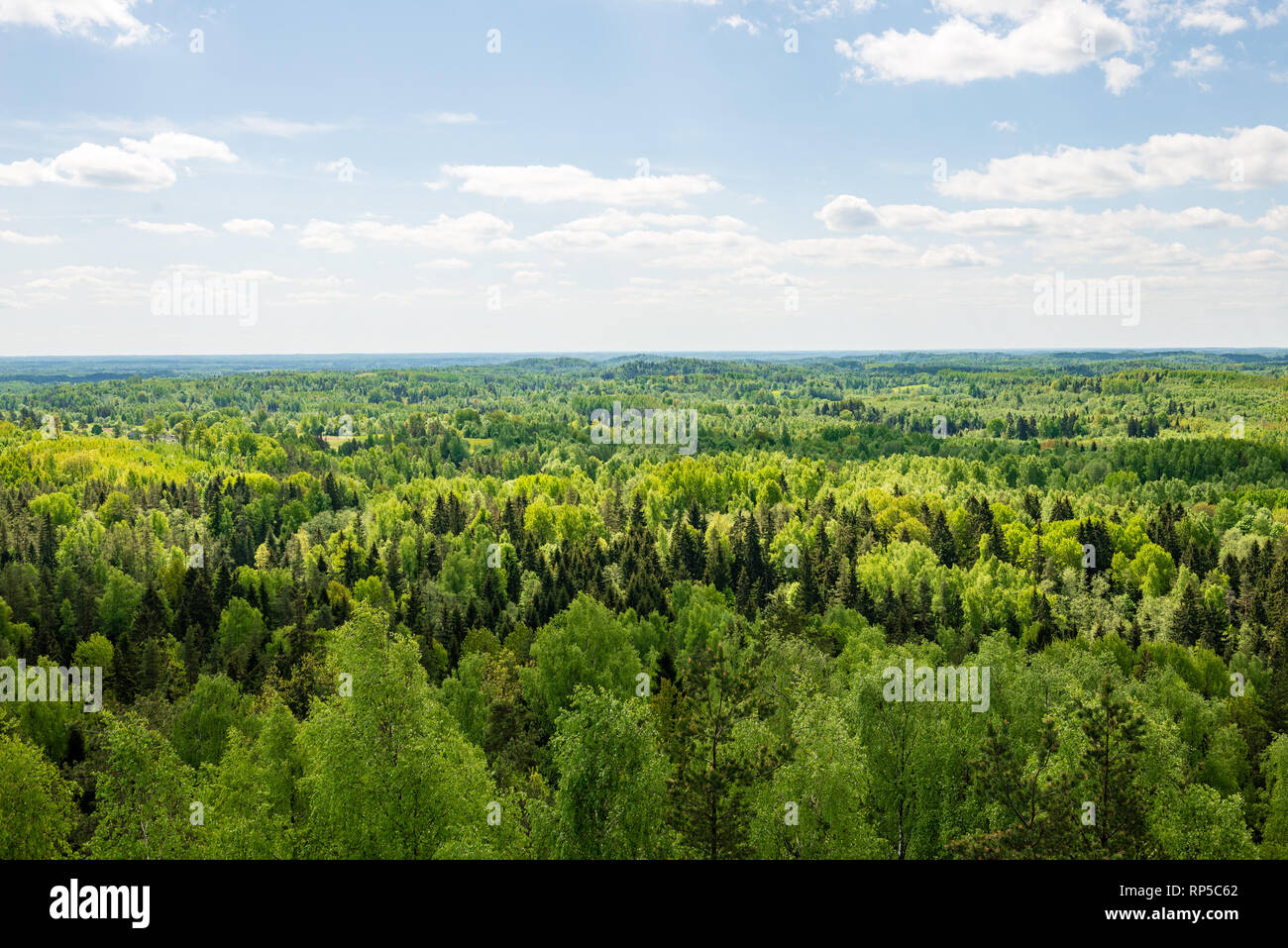endless forest trees with green foliage in summer day with far horizon ...