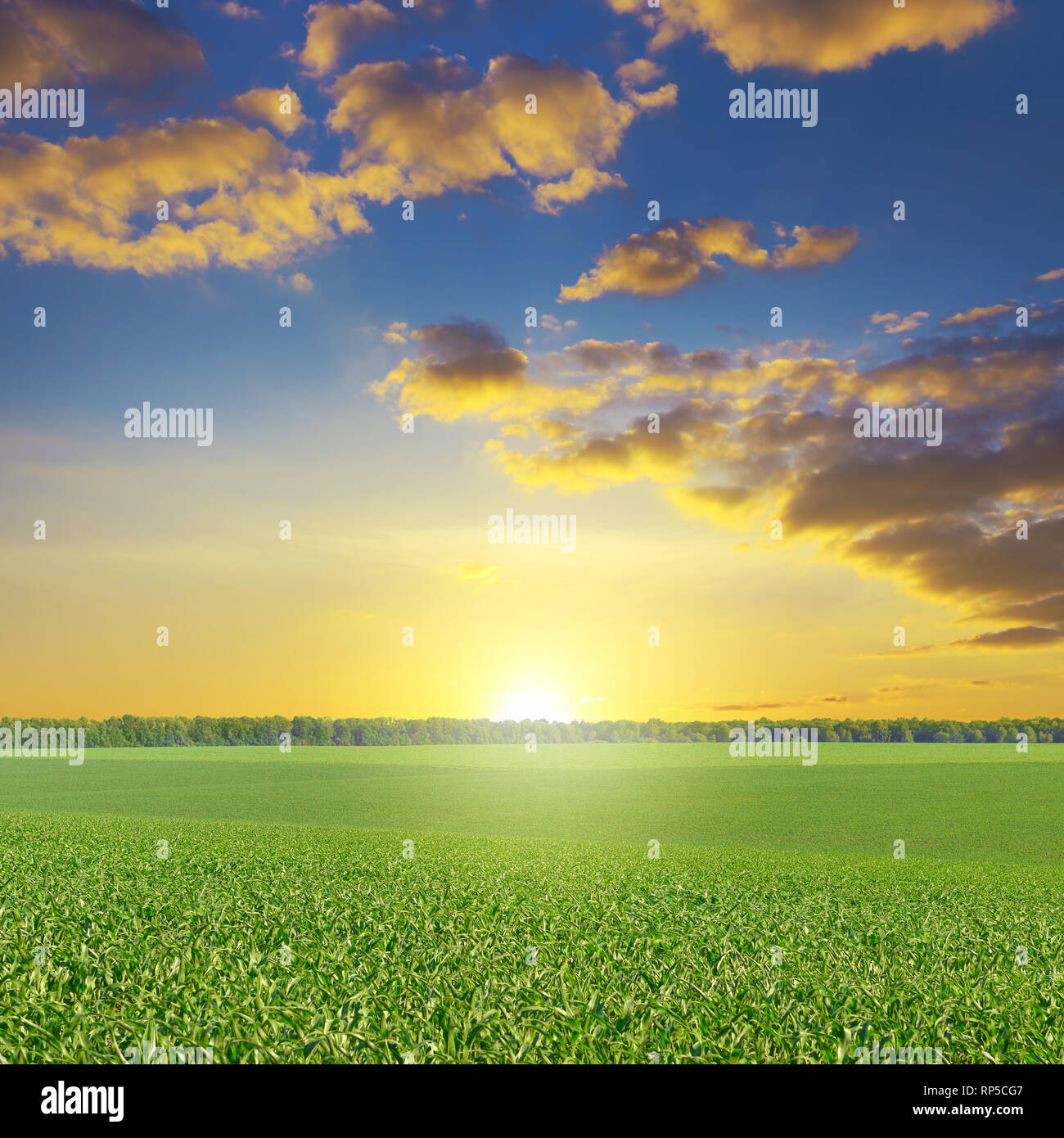 Sunrise over indian fields hi-res stock photography and images - Alamy