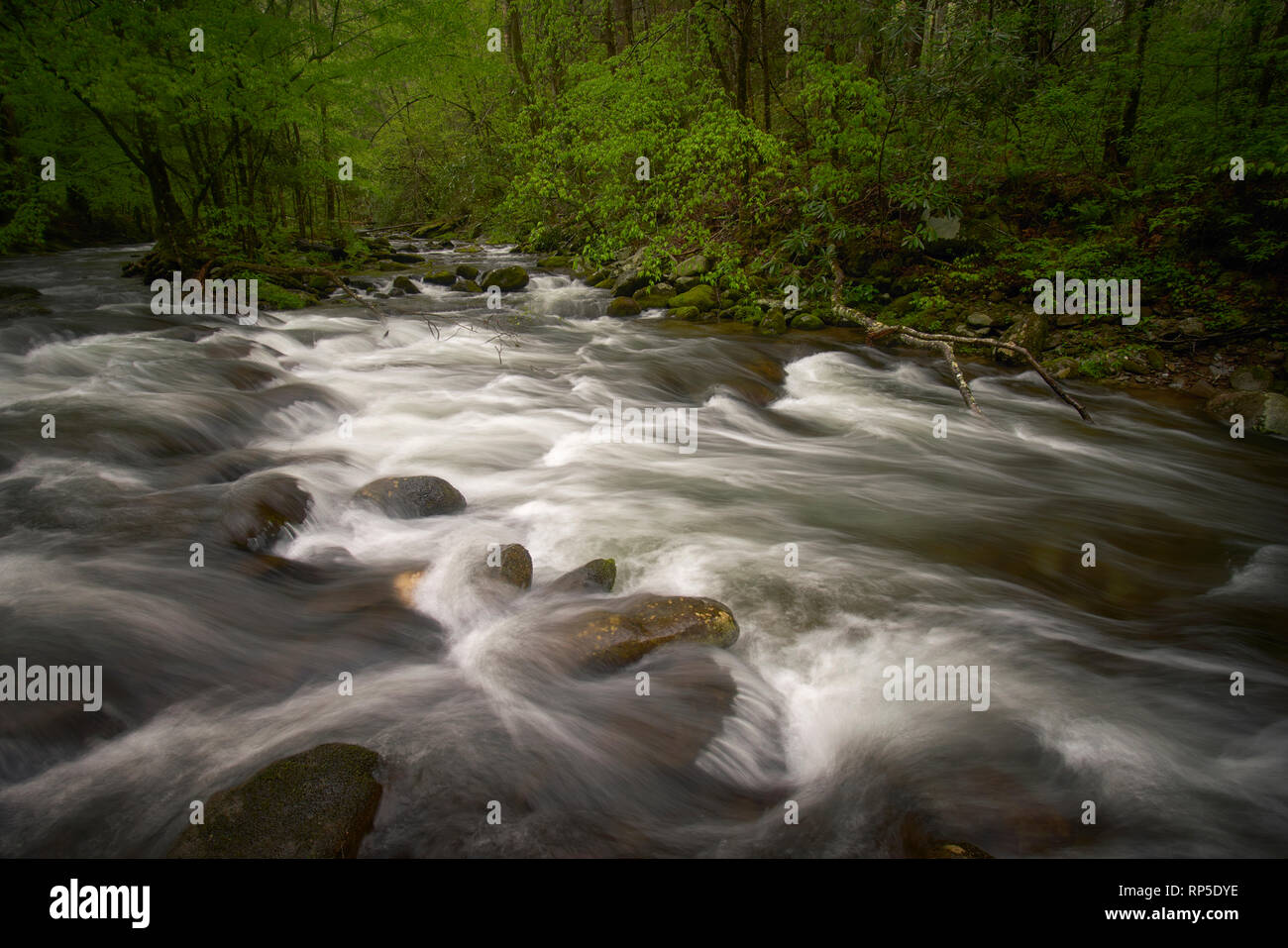Spring view of the West Side Little River in Great Smoky Mountains ...