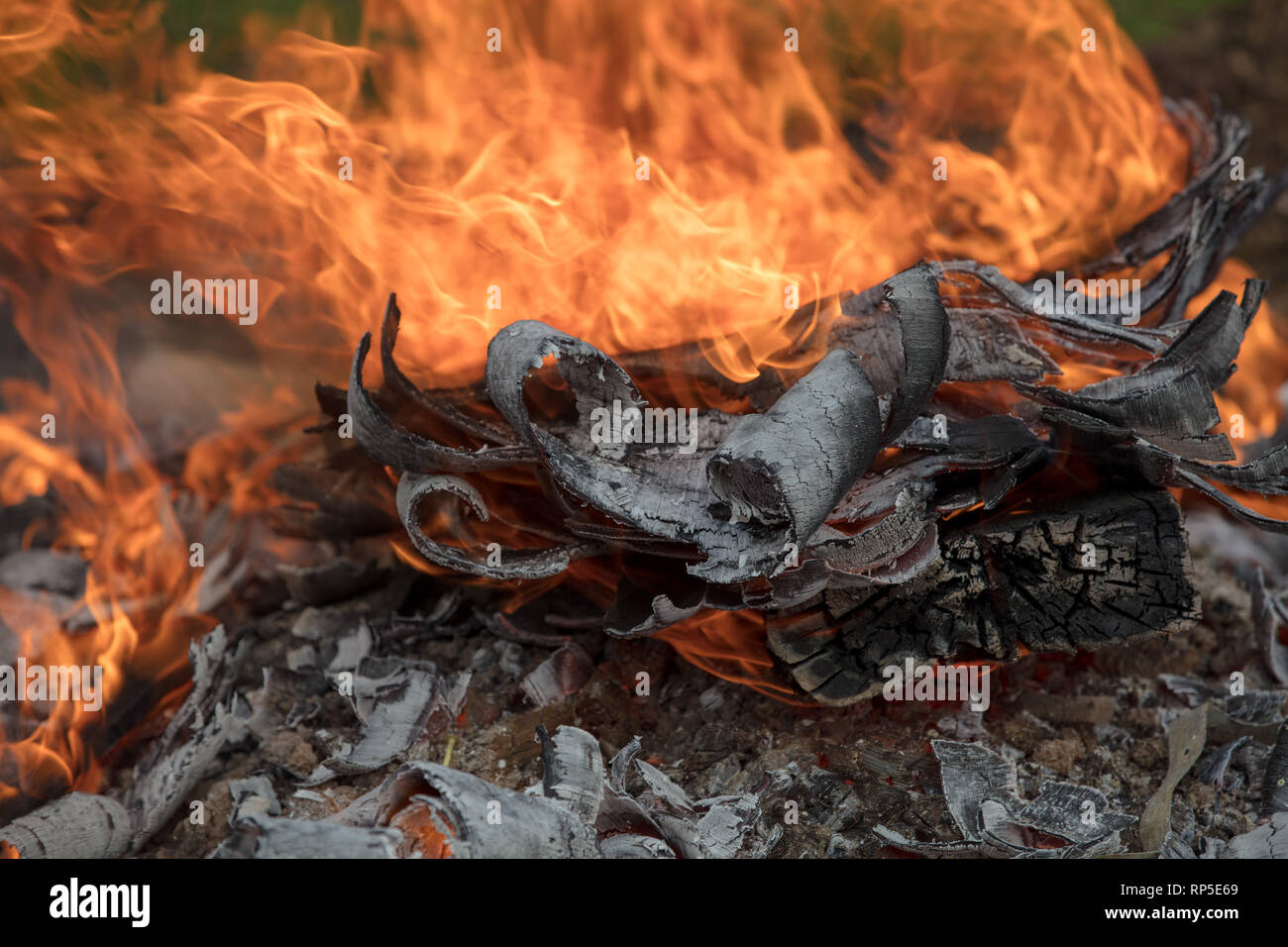 Burning unwanted wood on a small hot and controlled bonfire with red ...
