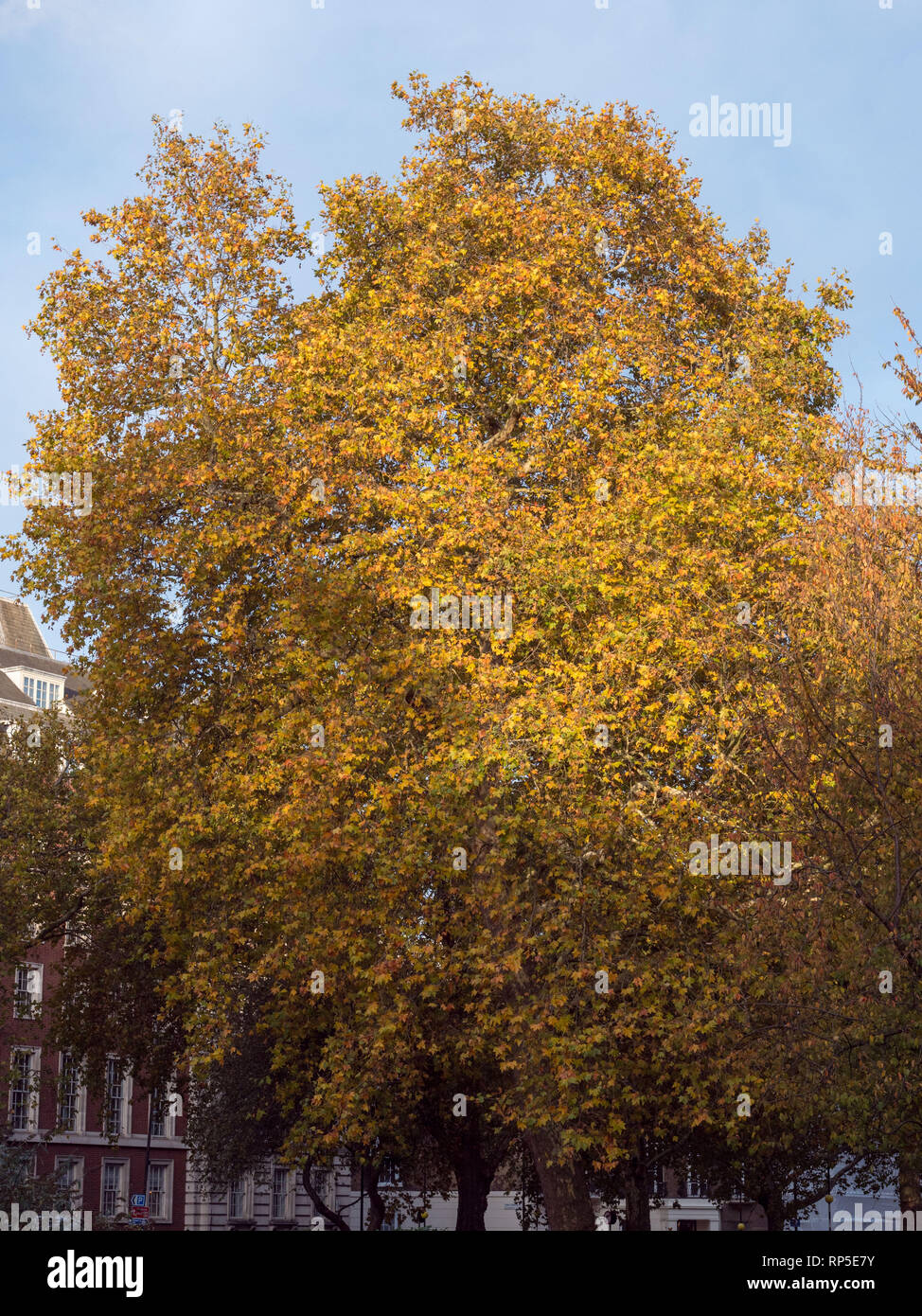 London Plane Tree Leaf High Resolution Stock Photography and Images - Alamy