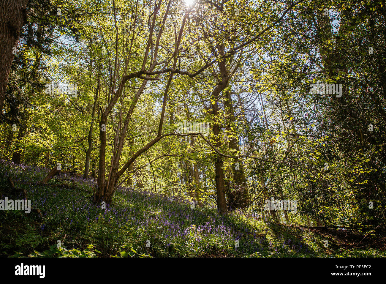 English Trees in Wood in Summer Stock Photo - Alamy