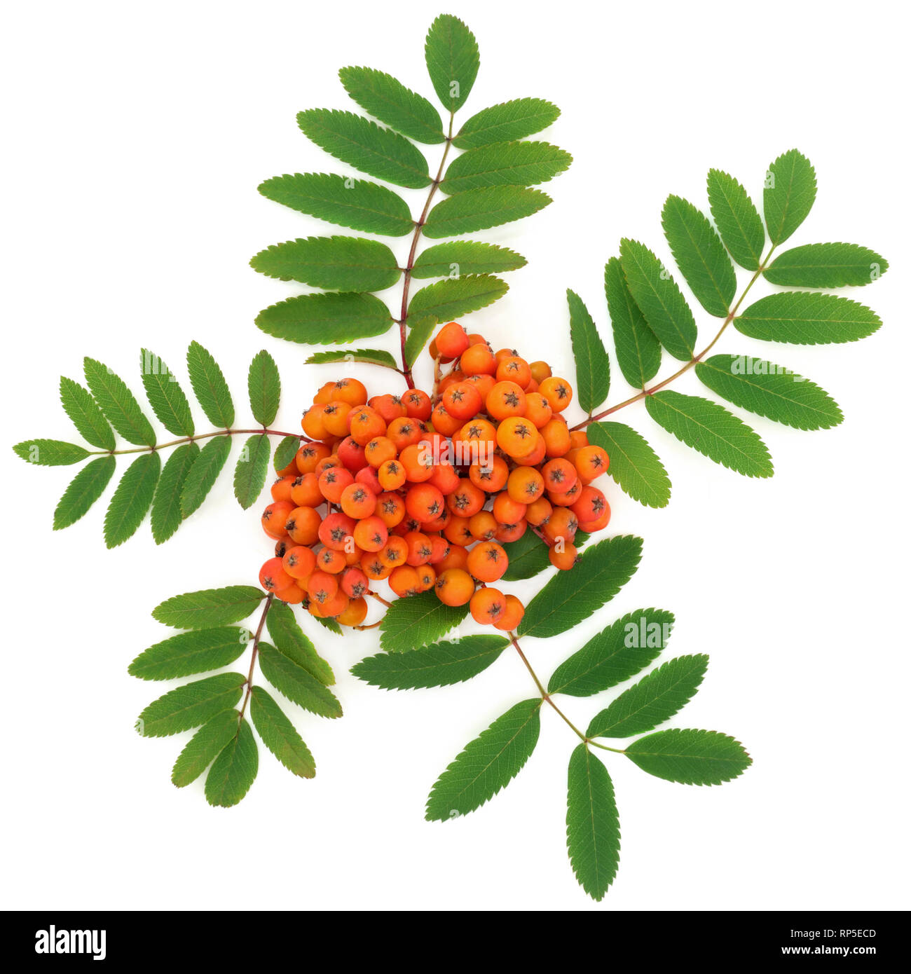 Rowan ash berry fruit on white background also known as Mountain ash ...