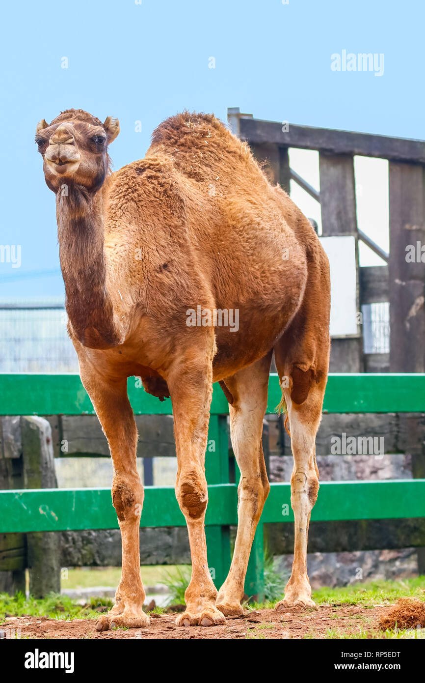 Camel, Dromedary (Camelus dromedarius Stock Photo - Alamy