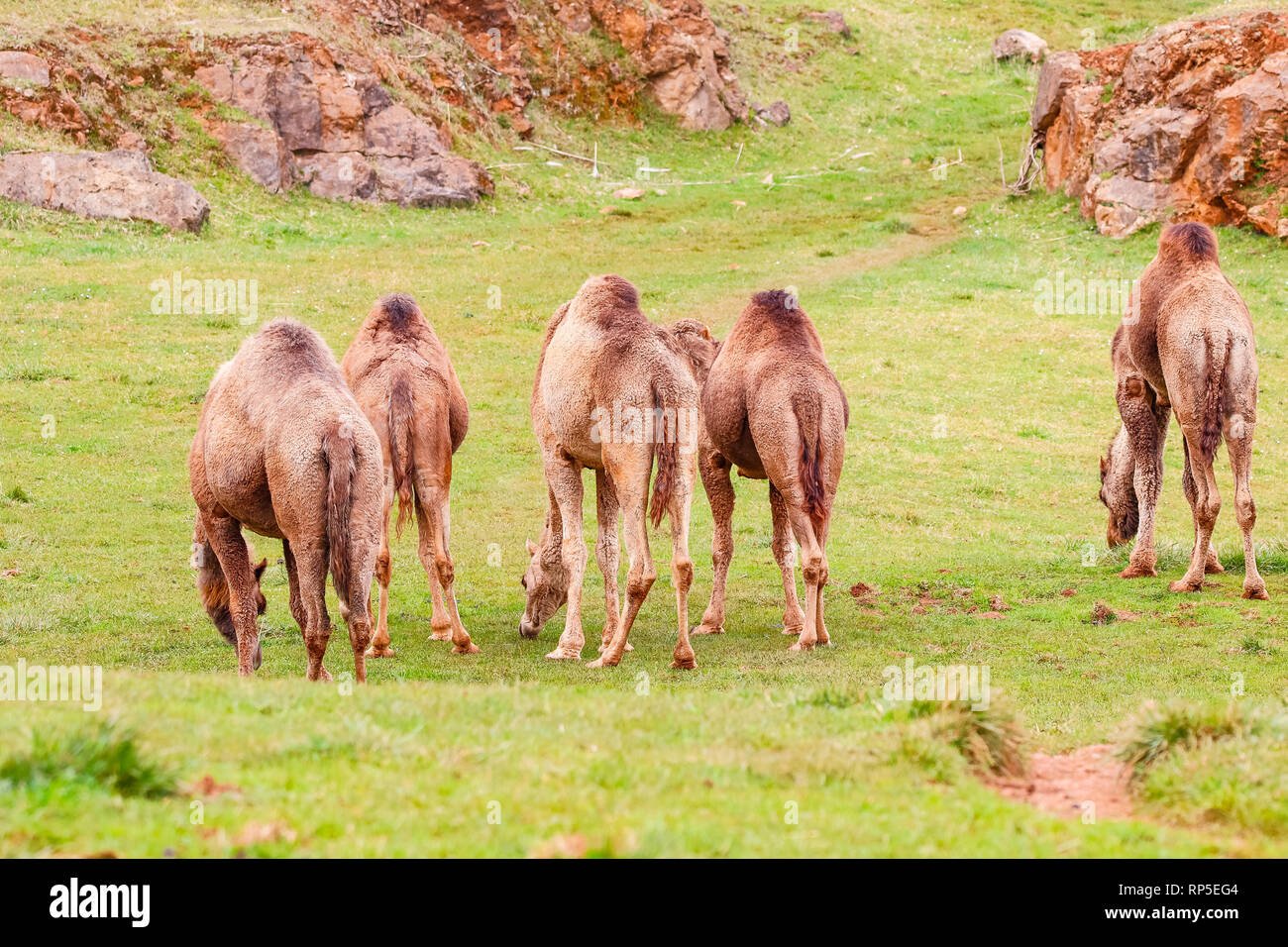 Oman National Animal High Resolution Stock Photography and Images - Alamy