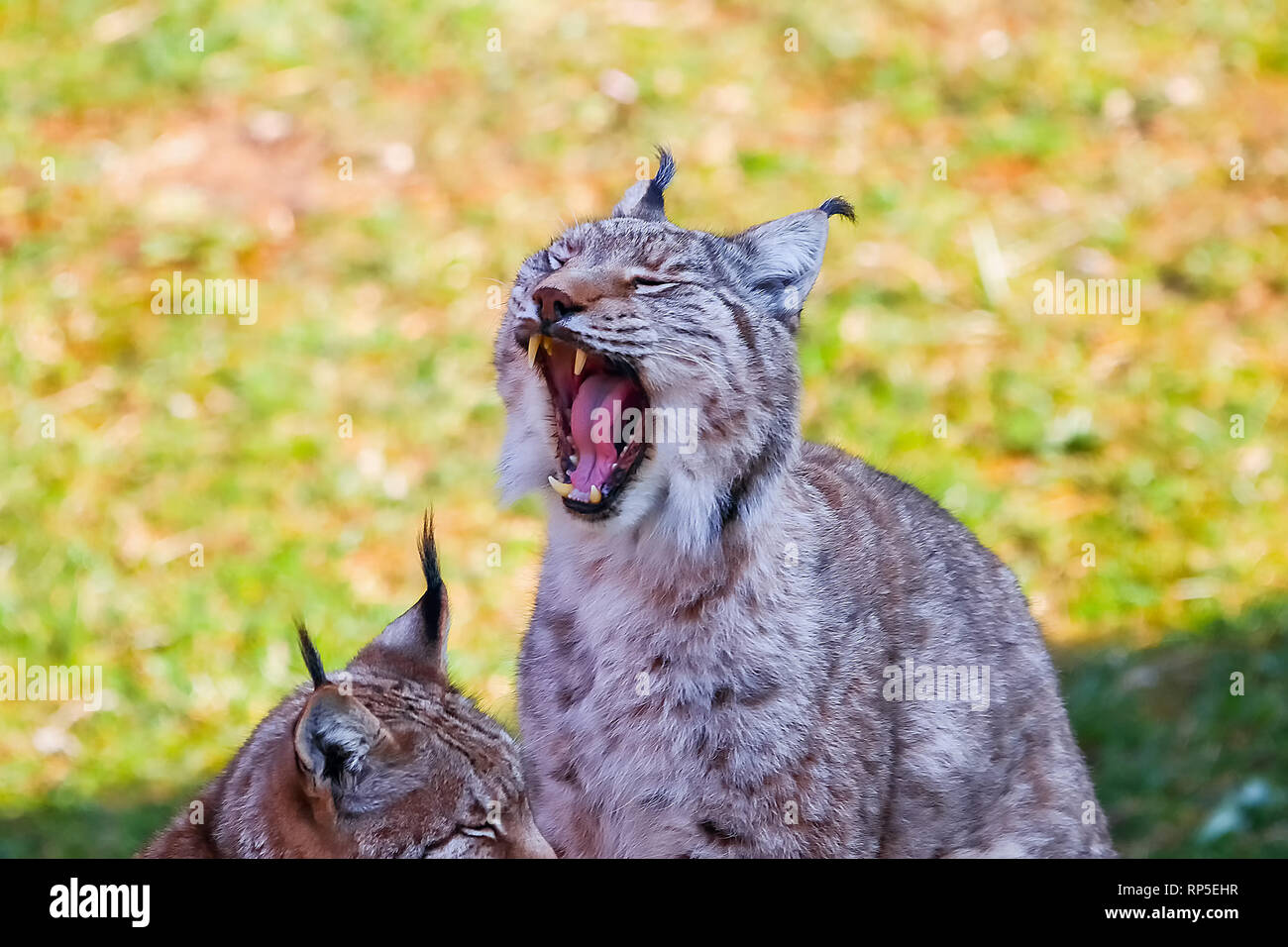 Eurasian lynx or Boreal Lynx (Lynx lynx), is a medium-sized cat native ...