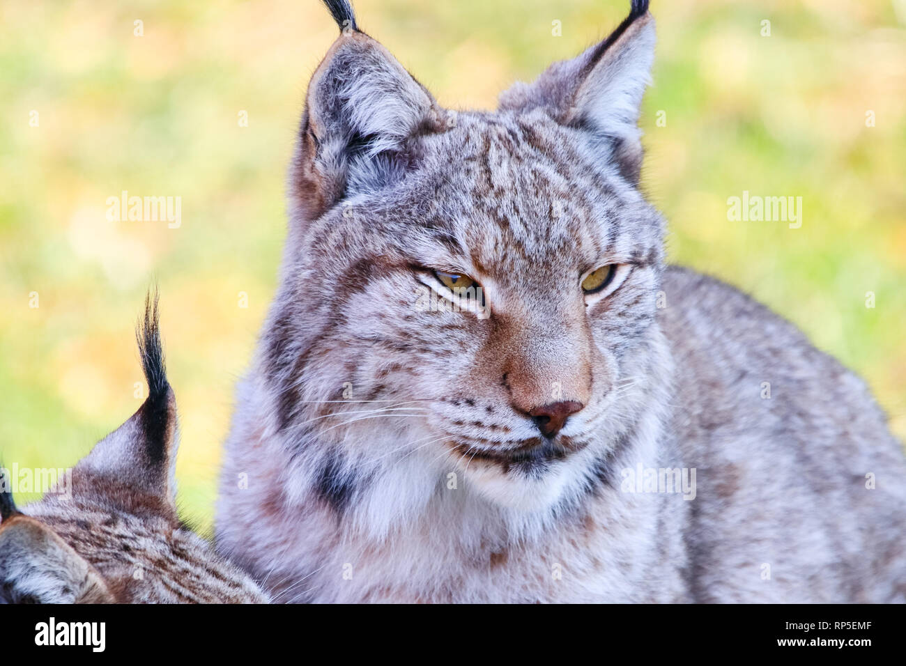 Eurasian lynx or Boreal Lynx (Lynx lynx), is a medium-sized cat native ...