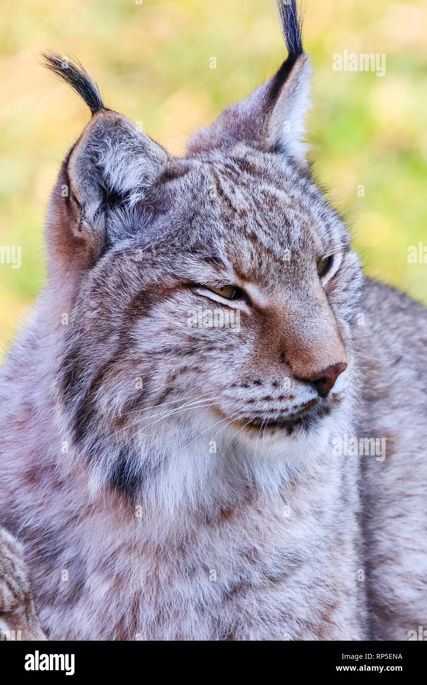 Eurasian lynx or Boreal Lynx (Lynx lynx), is a medium-sized cat native ...