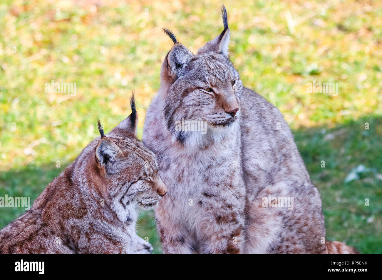 Eurasian lynx or Boreal Lynx (Lynx lynx), is a medium-sized cat native ...