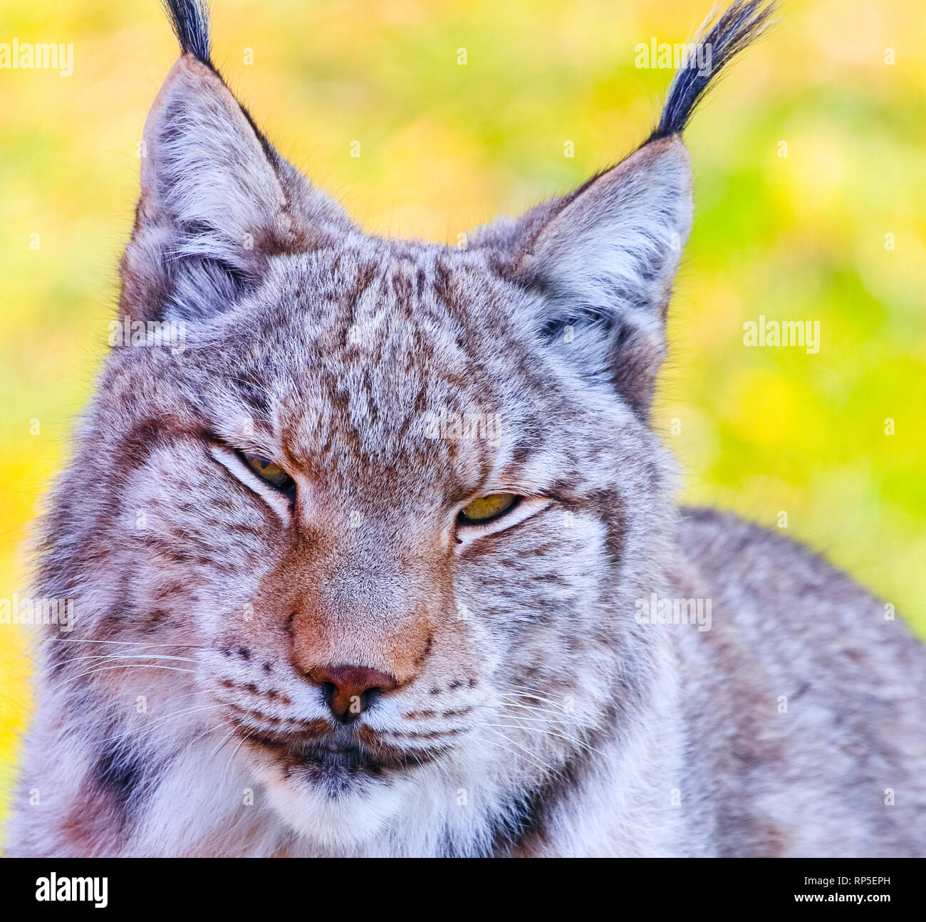 Eurasian lynx or Boreal Lynx (Lynx lynx), is a medium-sized cat native ...