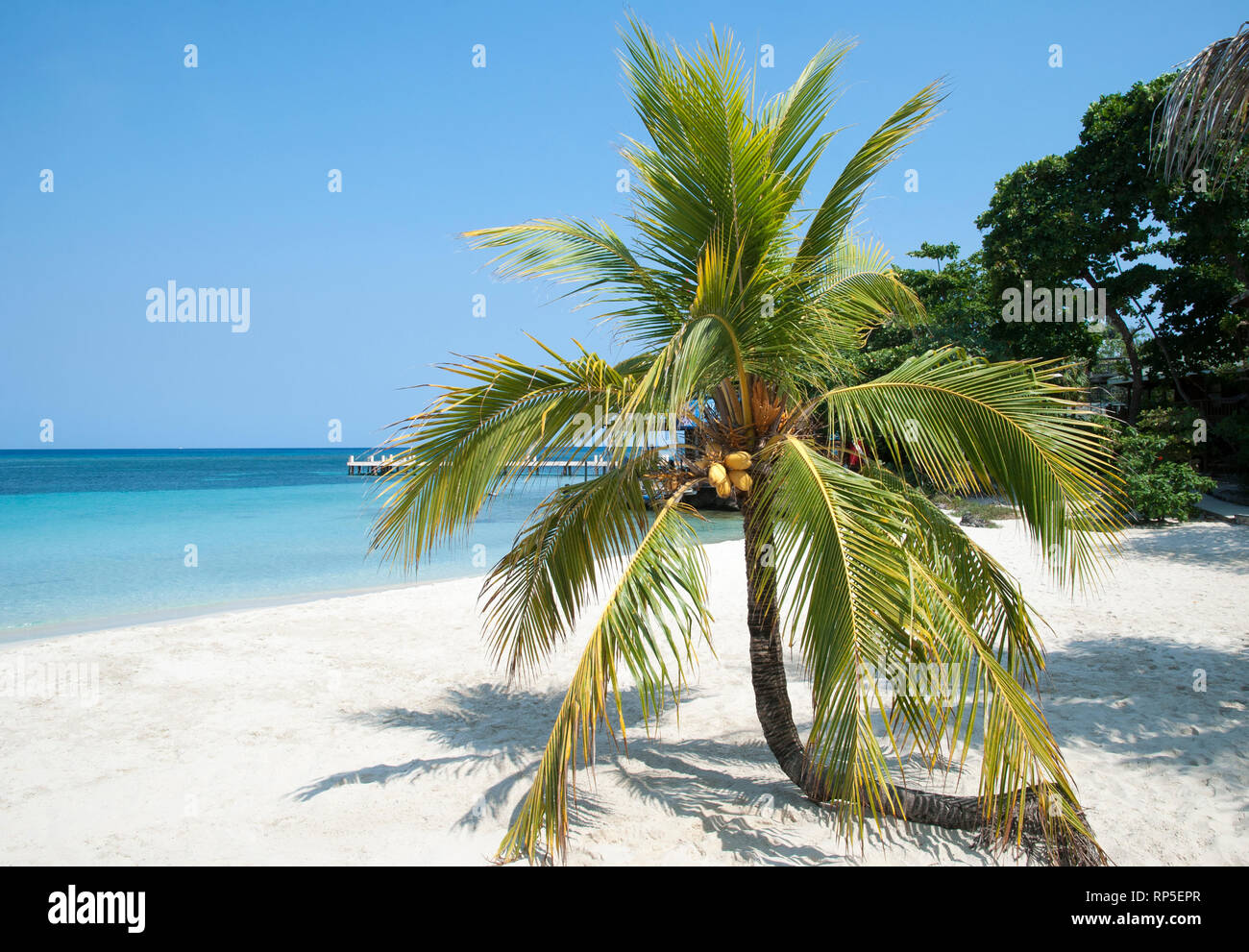The leaning little palm tree growing on an empty Roatan island beach ...