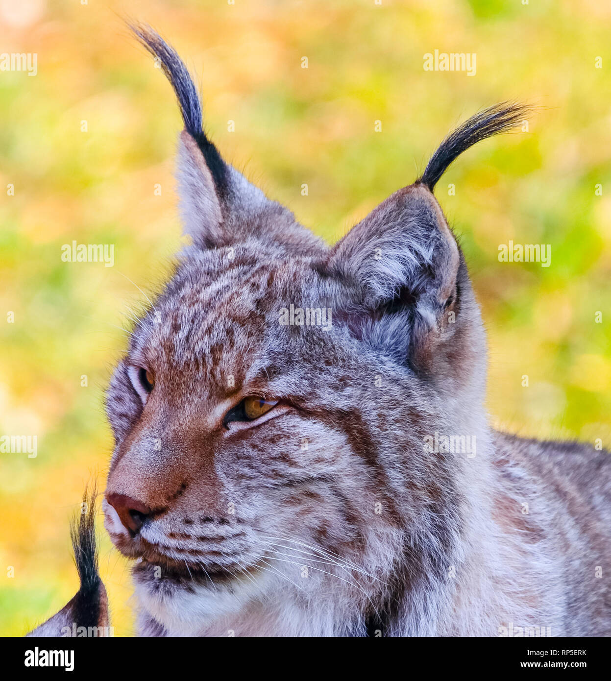 Eurasian lynx or Boreal Lynx (Lynx lynx), is a medium-sized cat native ...