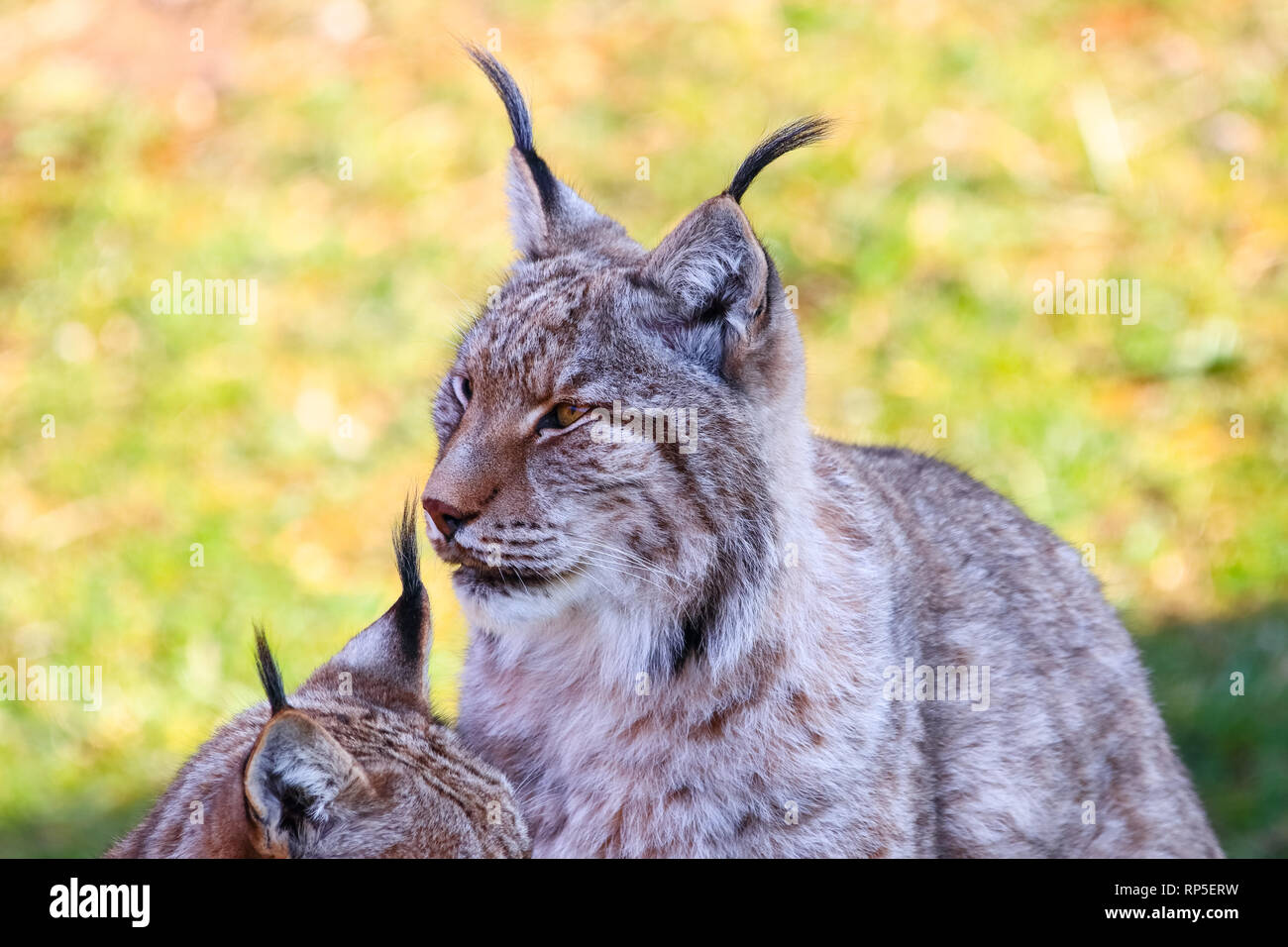 Eurasian lynx or Boreal Lynx (Lynx lynx), is a medium-sized cat native ...