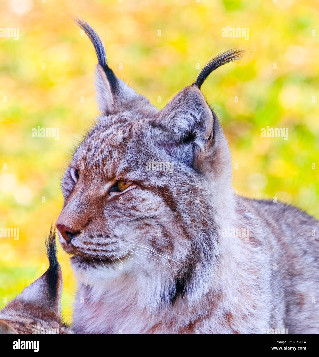 Eurasian lynx or Boreal Lynx (Lynx lynx), is a medium-sized cat native ...