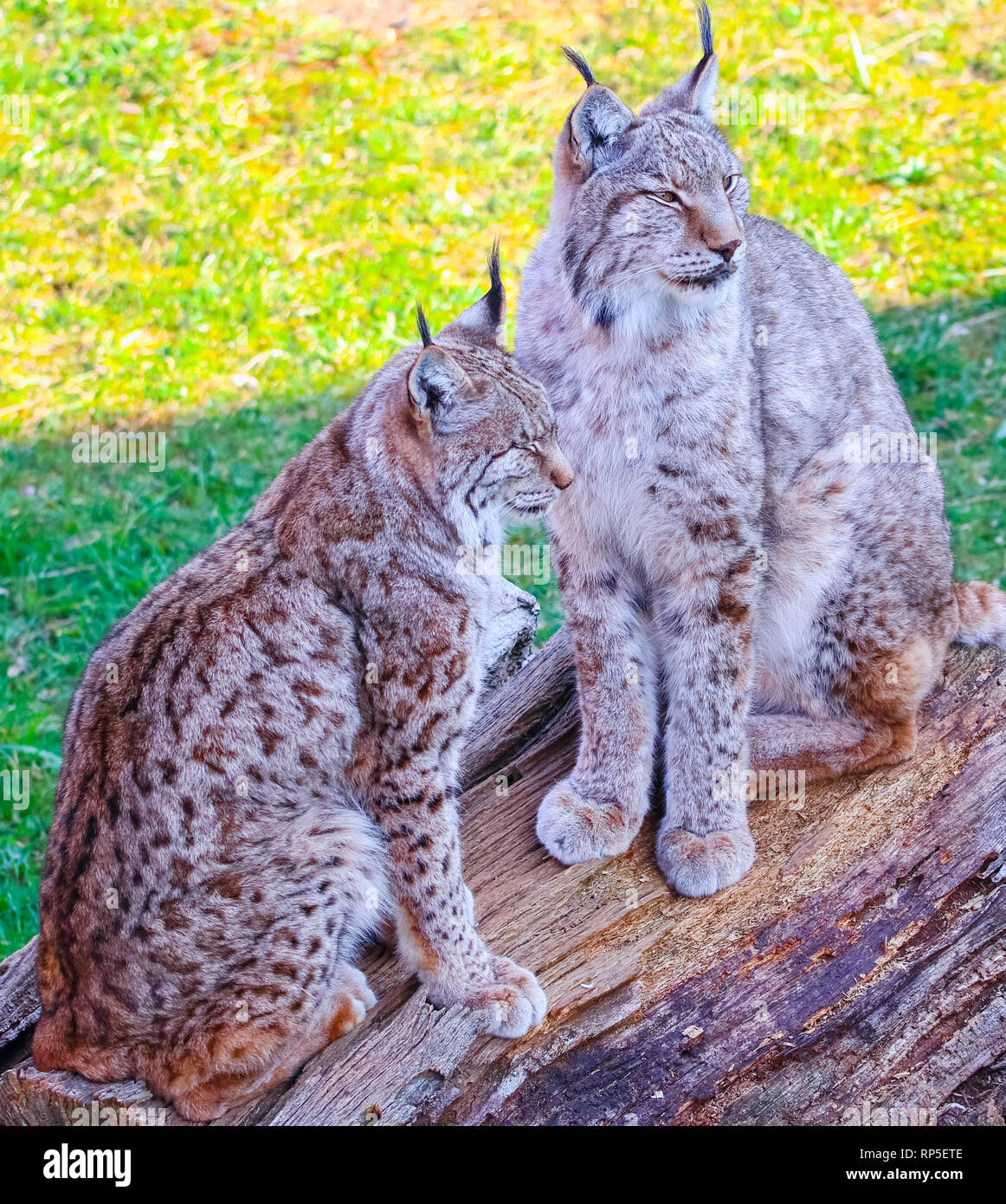 Eurasian lynx or Boreal Lynx (Lynx lynx), is a medium-sized cat native ...