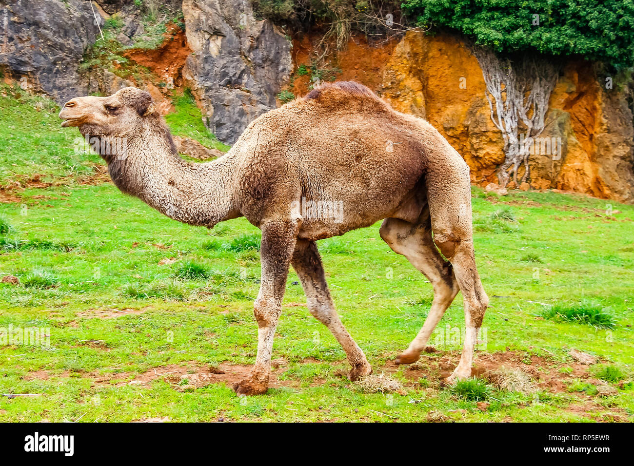 Camel, Dromedary (Camelus dromedarius Stock Photo - Alamy