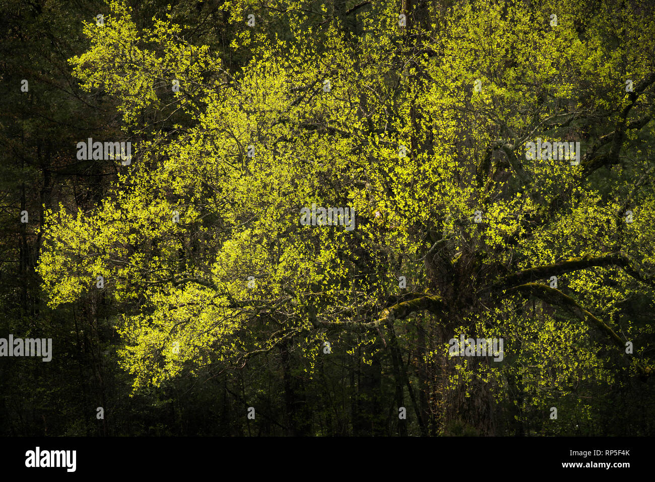 Backlit spring foliage in Cades Cove, Great Smoky Mountains National ...