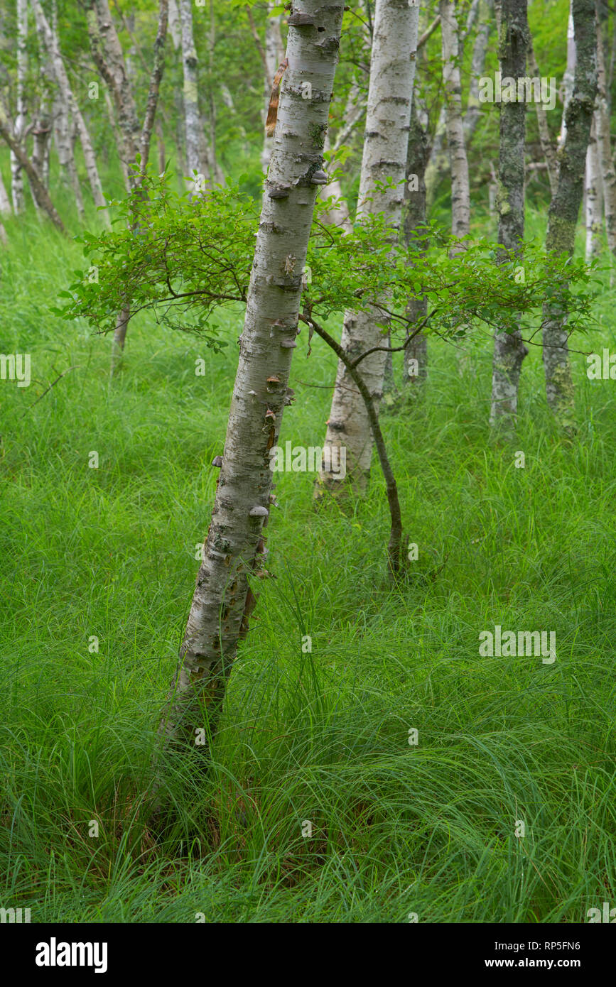 Spring at Sieur de Monts, Acadia National Park, Maine Stock Photo - Alamy