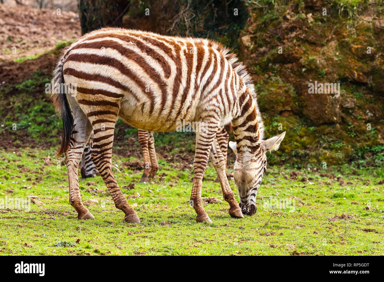 Grevy's zebra or Real (Equus grevyi). Common zebra (Equus quagga Stock ...
