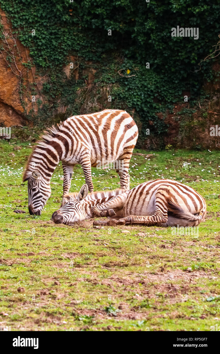Grevy's zebra or Real (Equus grevyi). Common zebra (Equus quagga Stock ...