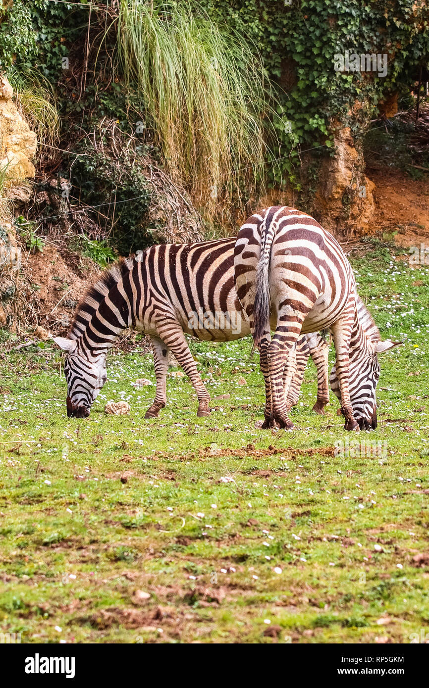 Grevy's zebra or Real (Equus grevyi). Common zebra (Equus quagga Stock ...